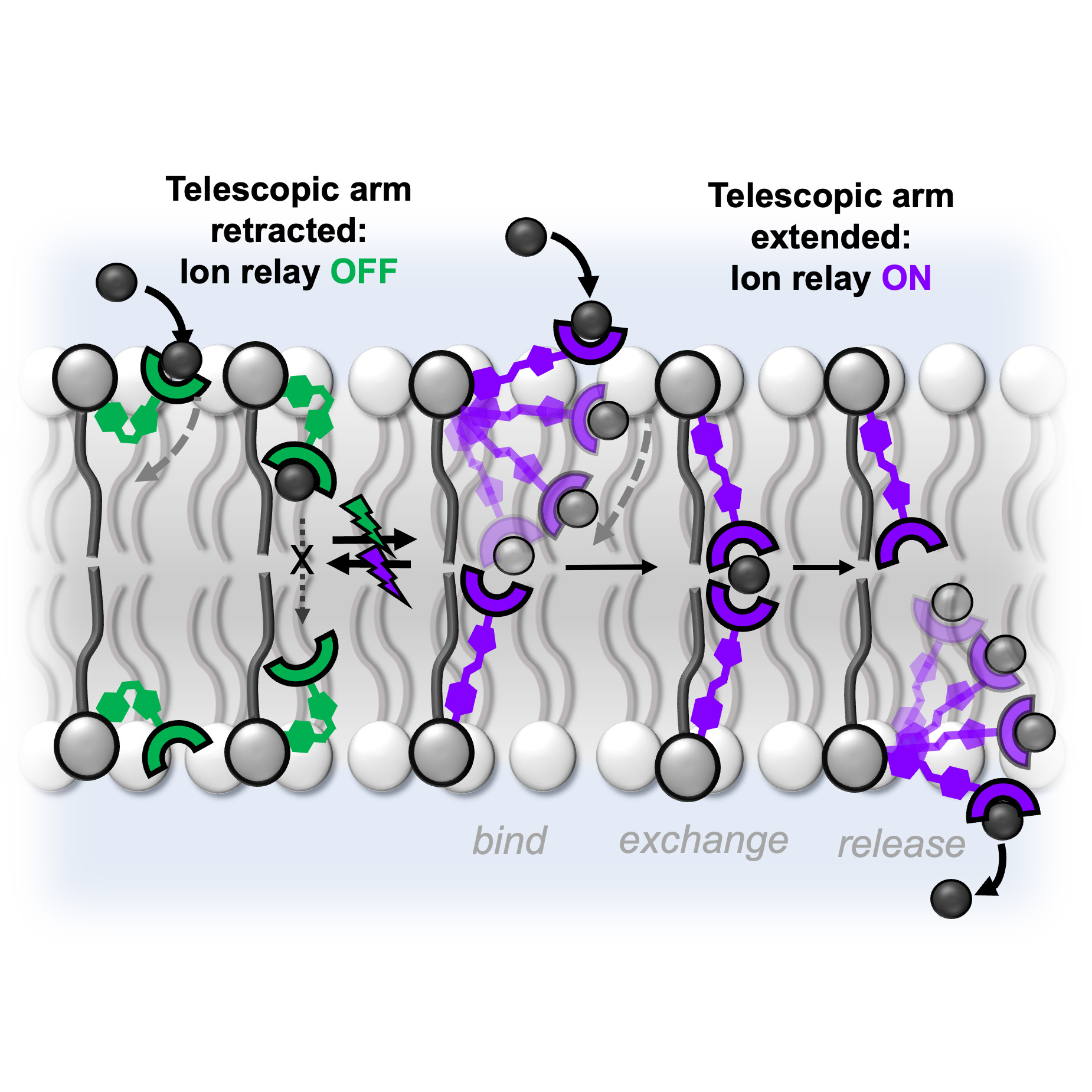 Molecular machine ion transport relays in lipid bilayer membranes ...