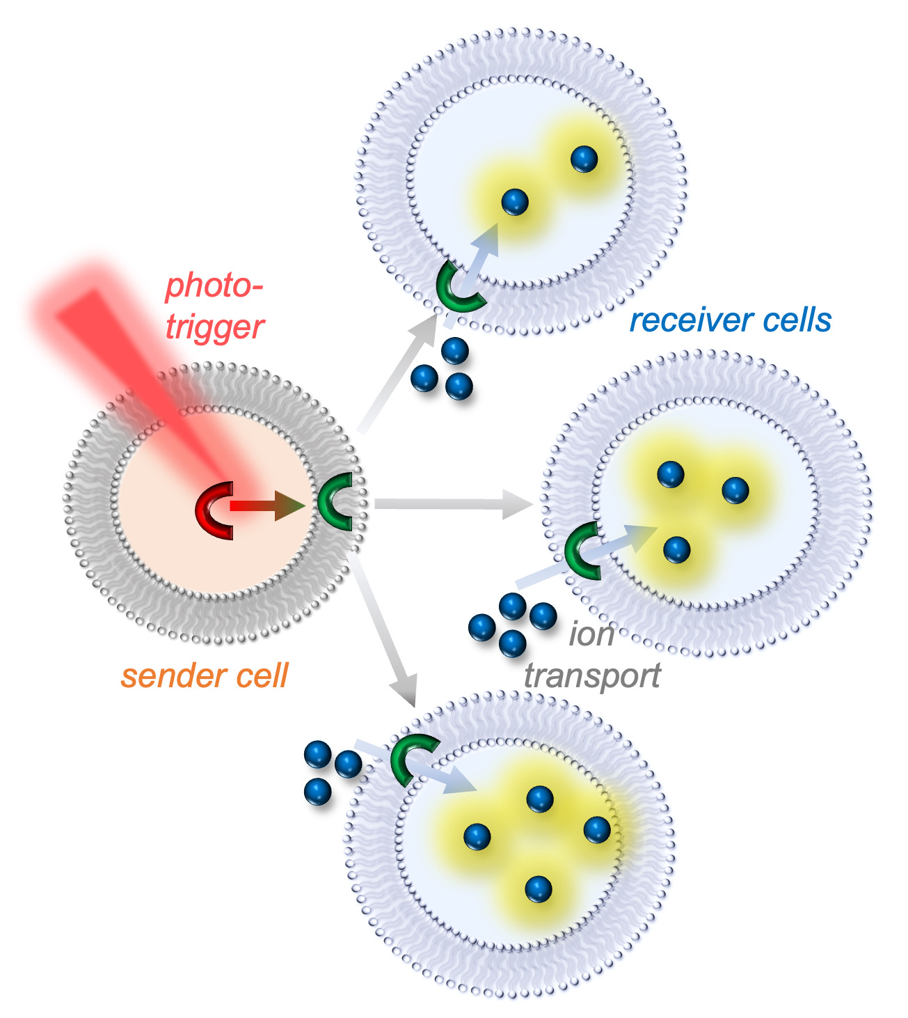 Synthetic signalling system in artificial cells | Department of Chemistry
