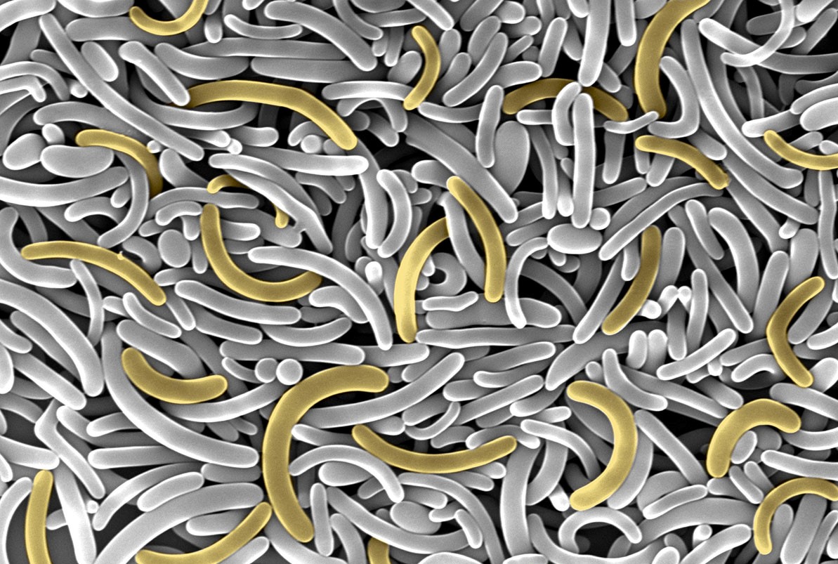 Advanced Functional Materials and Interfaces | Department of Chemistry