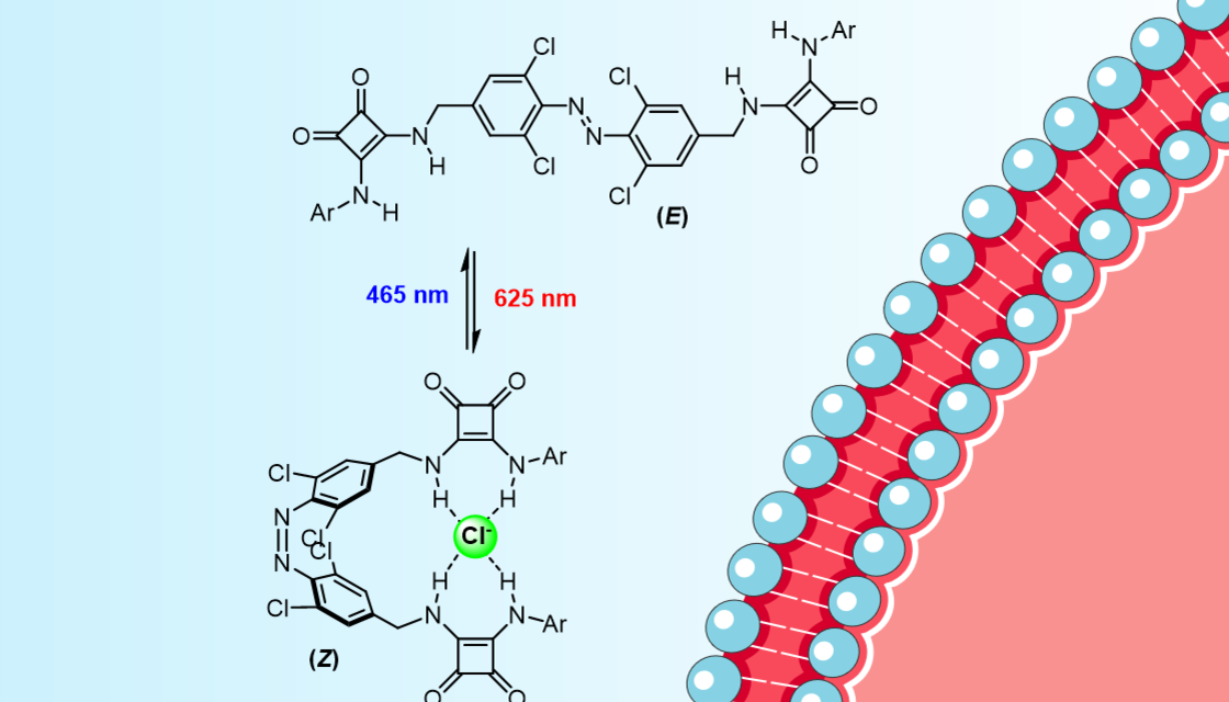 Controlling cell membrane transport with light | Department of Chemistry