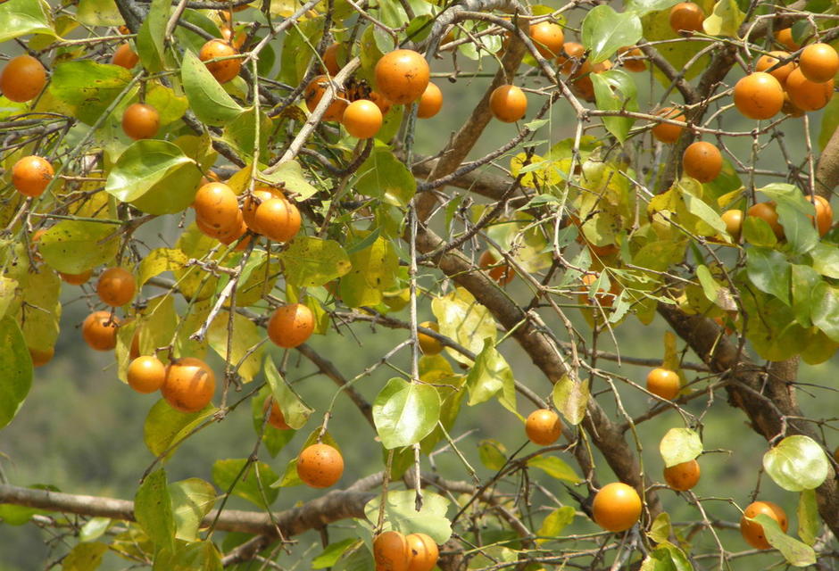 Shortest synthetic route yet to alkaloids in infamous strychnine family ...