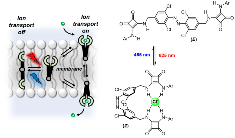 Controlling cell membrane transport with light | Department of Chemistry