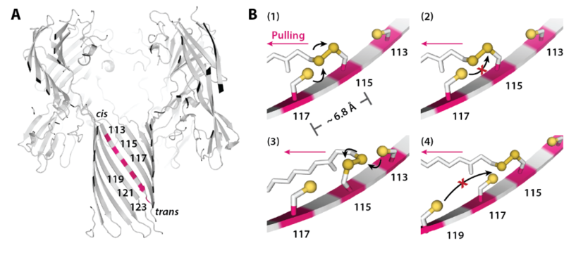 Molecules that can hop | Department of Chemistry