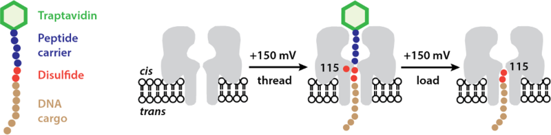 Molecules that can hop | Department of Chemistry